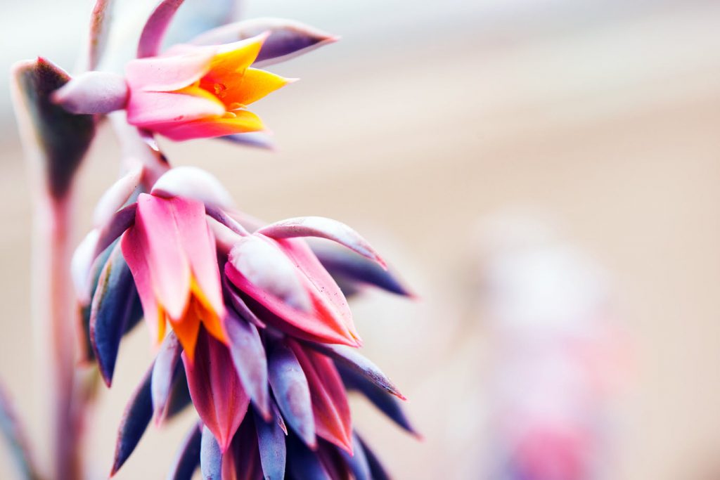 43 Beautiful and Seldom Seen Flowers! UPDATED