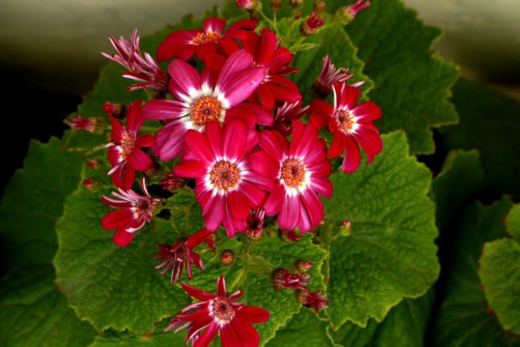 43 Beautiful and Seldom Seen Flowers! UPDATED