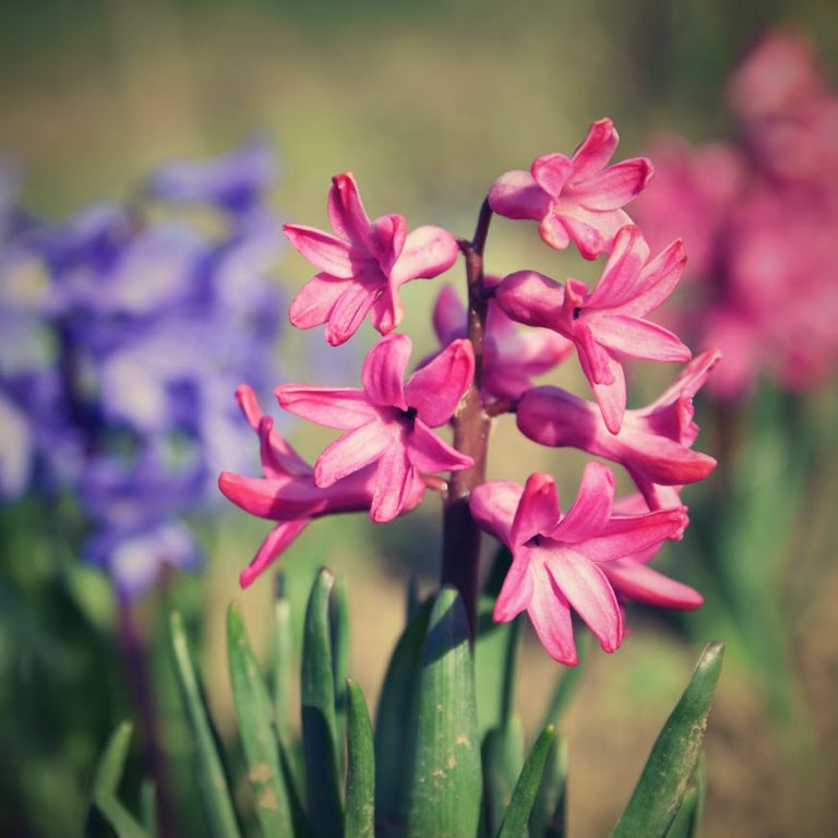 43 Beautiful and Seldom Seen Flowers! UPDATED