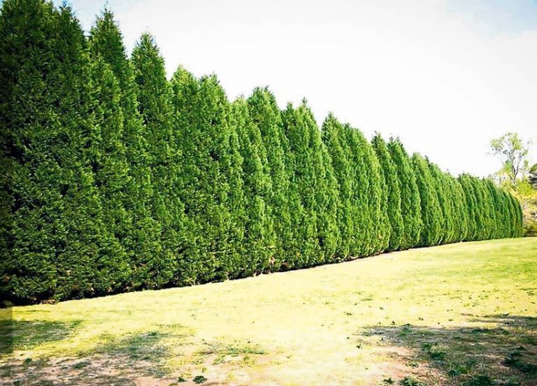 Branch Out And Boost Your Privacy By Planting Trees