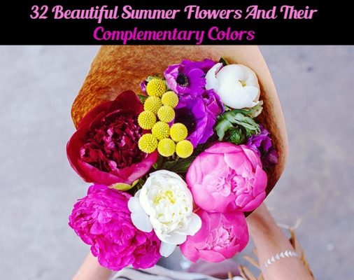 32 Beautiful Summer Flowers And Their Complementary Colors