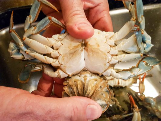 Fried Blue Stone Crabs In Savory Tomato Sauce Over Pasta Recipe
