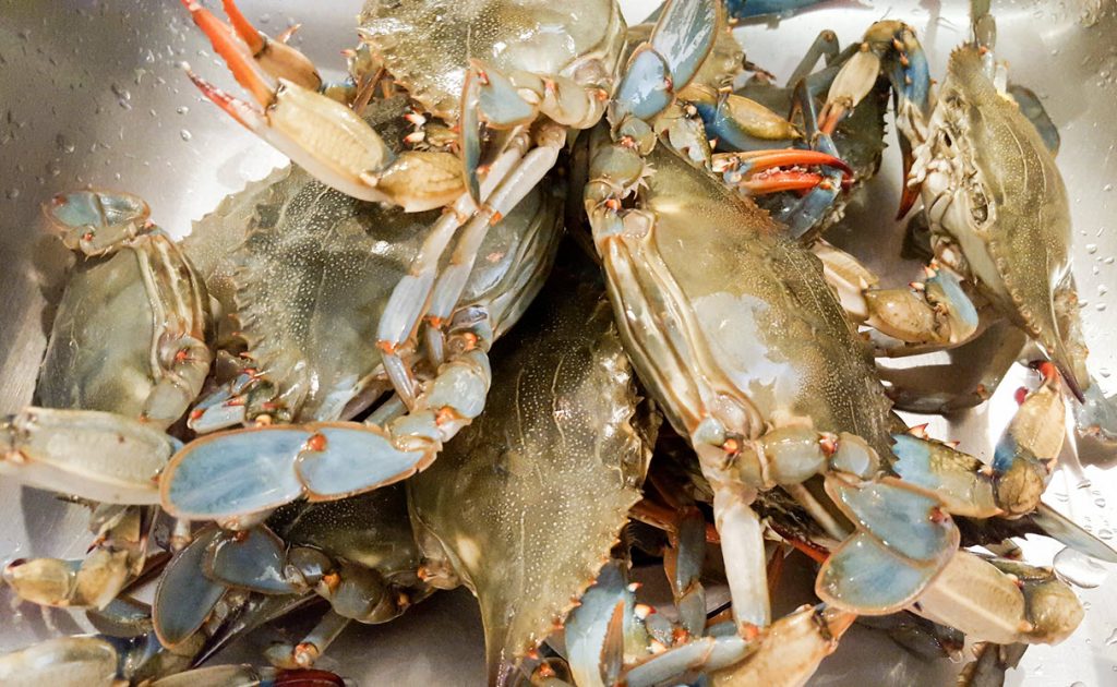 Fried Blue Stone Crabs In Savory Tomato Sauce Over Pasta Recipe