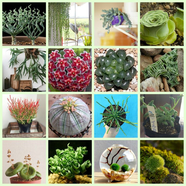 15 Strange And Beautiful Houseplants You Need To Know About