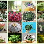 15 Strange And Beautiful Houseplants You Need To Know About