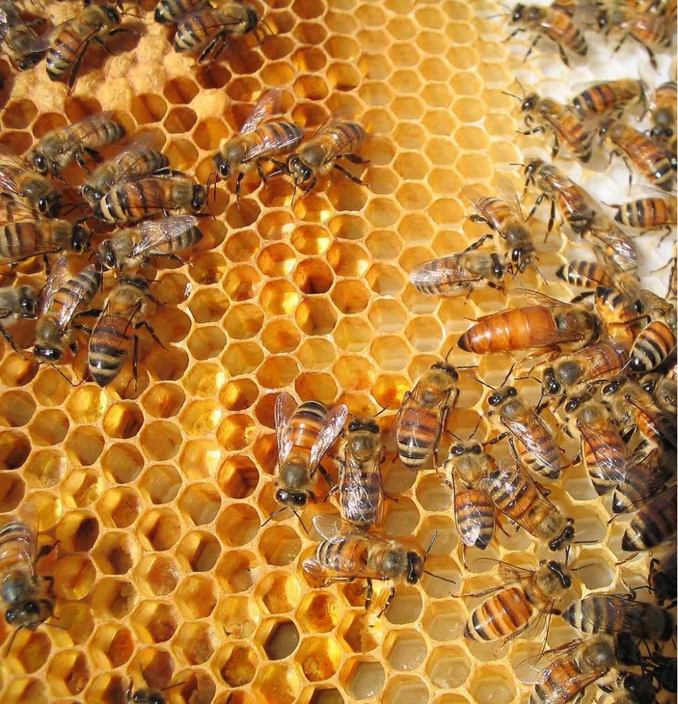 DIY Beekeeping: 3 Essential Steps To Take Before Raising Bees At Home