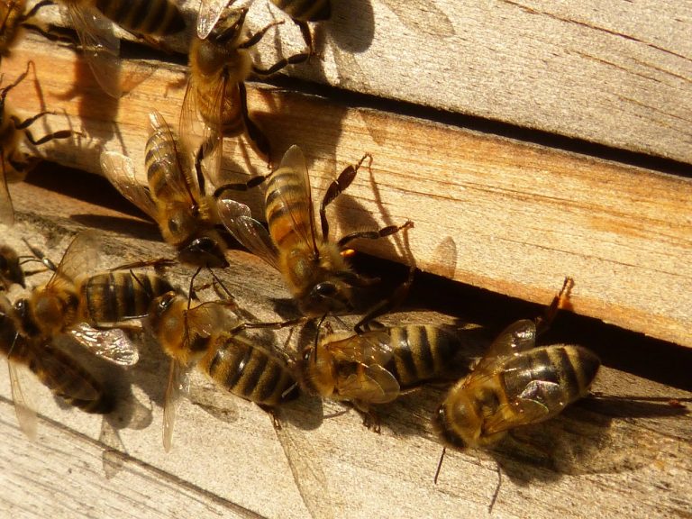 DIY Beekeeping: 3 Essential Steps To Take Before Raising Bees At Home