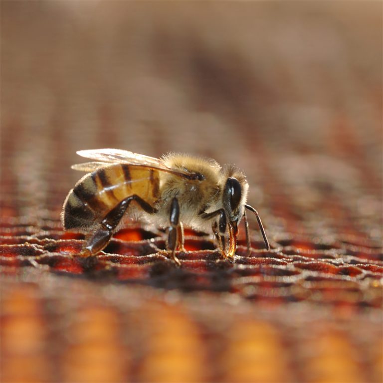 DIY Beekeeping: 3 Essential Steps To Take Before Raising Bees At Home
