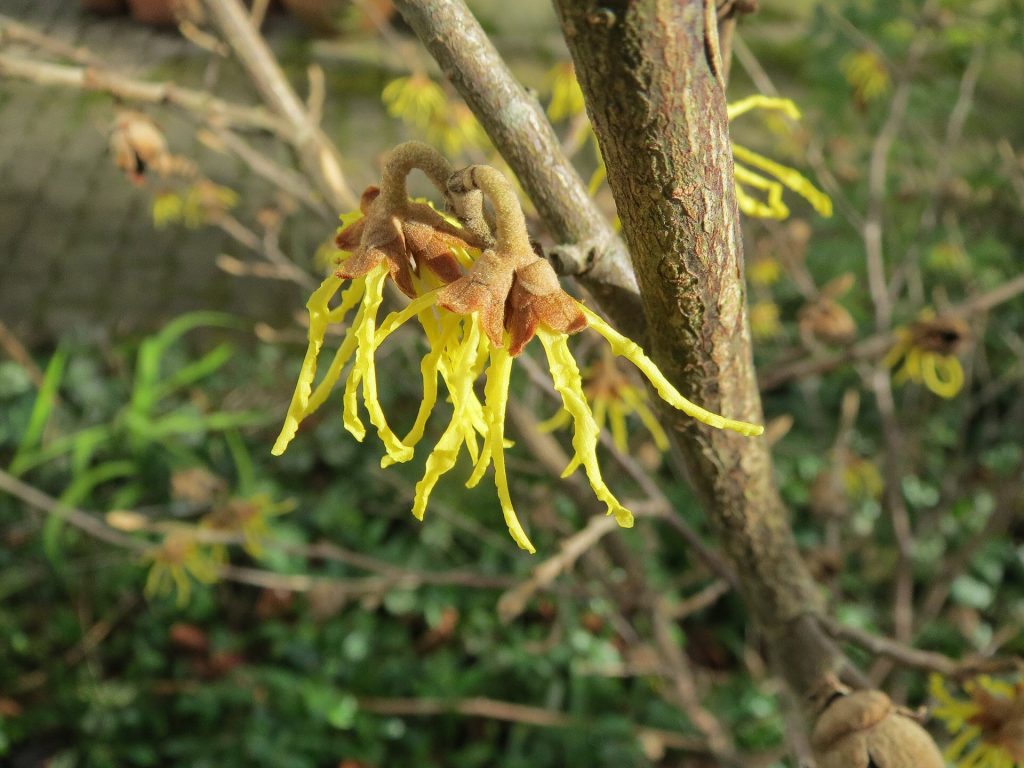 10 Witch Hazel Uses and Benefits You Need To Know