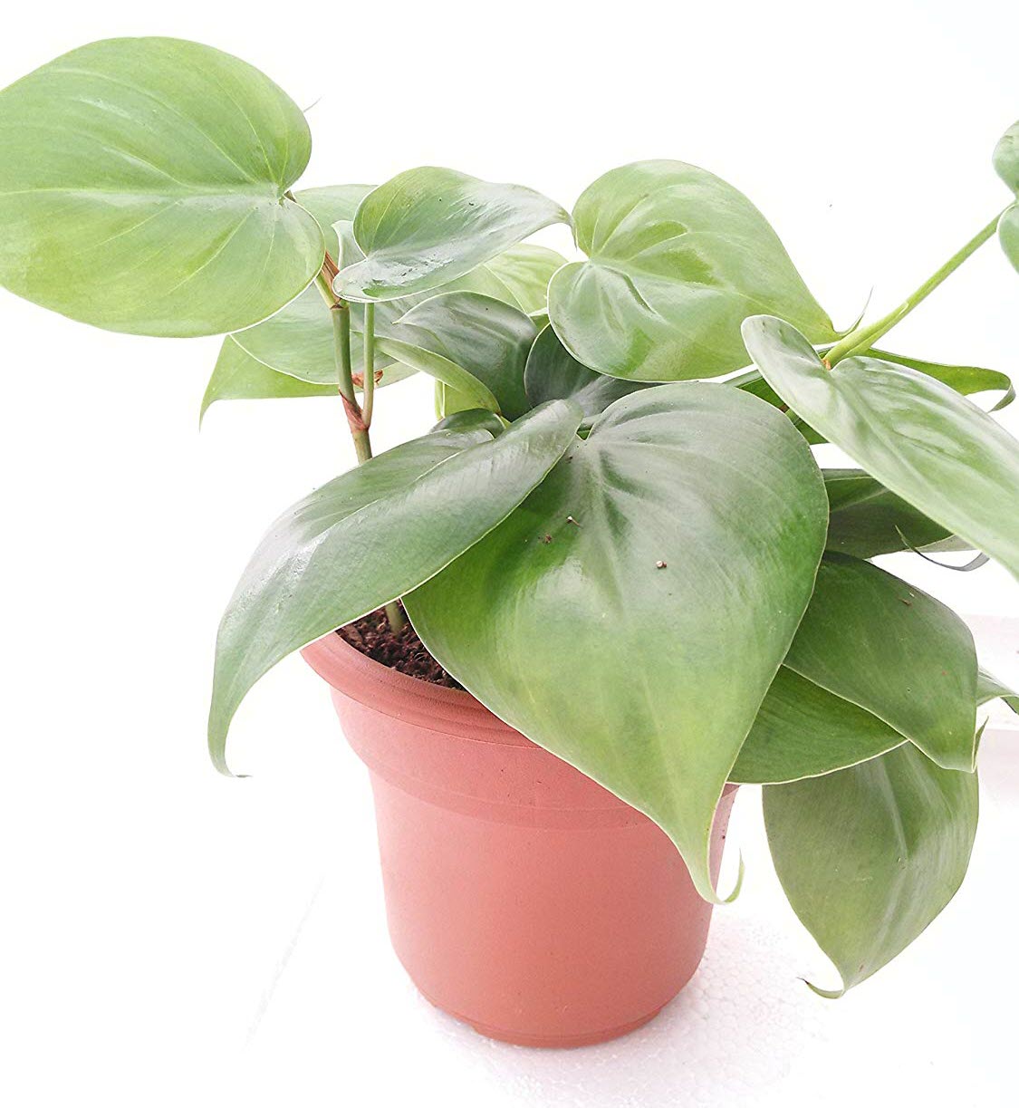 How To Choose The Best Plants For Your Zodiac Sign
