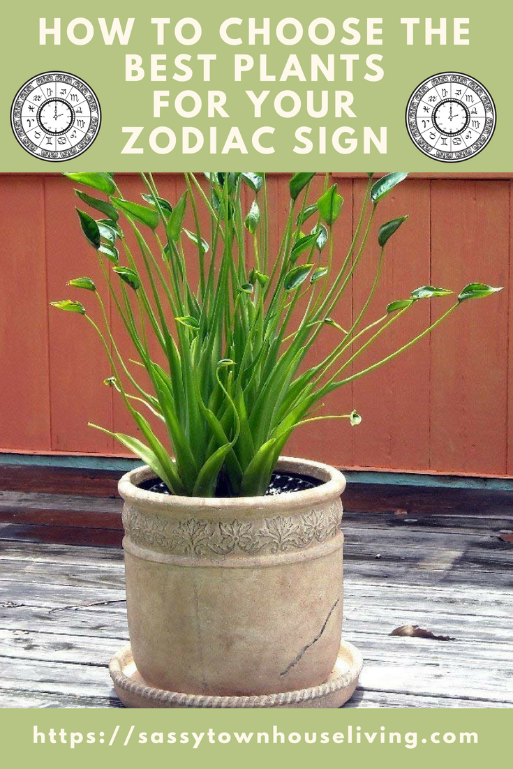 How To Choose The Best Plants For Your Zodiac Sign