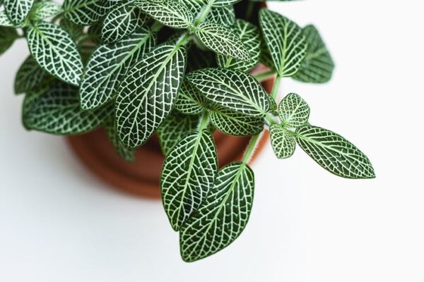 15 Strange And Beautiful Houseplants You Need To Know About
