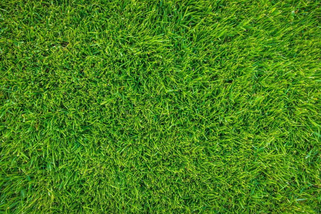 How to Grow Grass in an Urban Environment – Home & Garden
