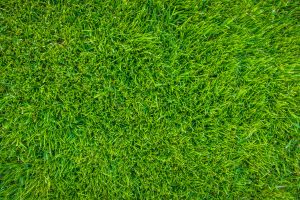 How to Grow Grass in an Urban Environment – Home & Garden