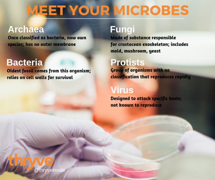 Why Microbiome Testing Is Important For Your Gut Health