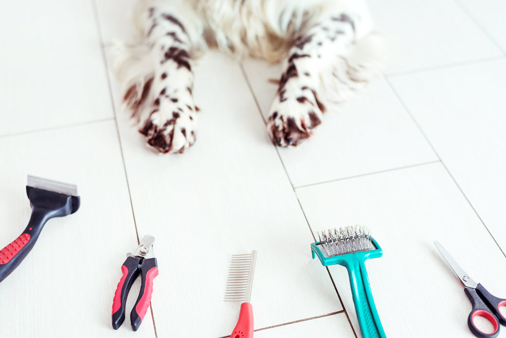7 DIY Dog Grooming Tips You Need To Know (And Why)