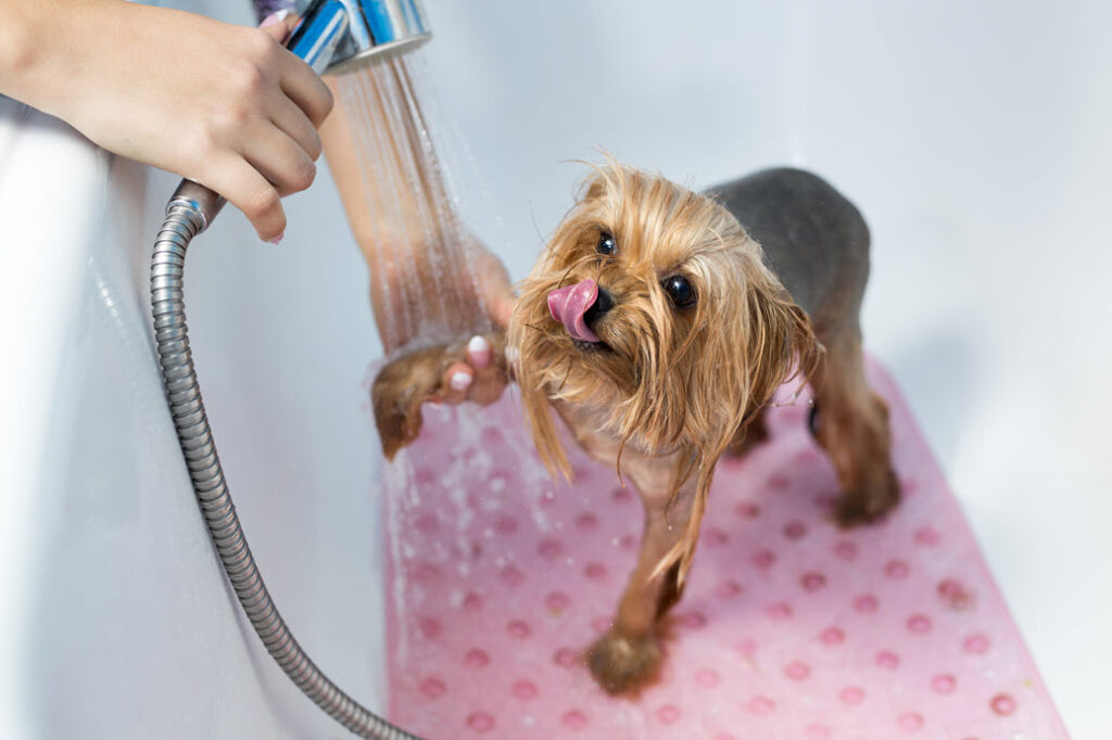 7 DIY Dog Grooming Tips You Need To Know And Why 7 DIY Dog Grooming Tips You Need To Know And Why