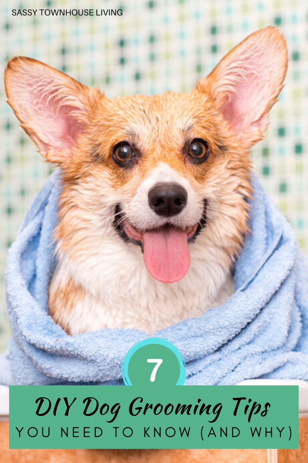 7 DIY Dog Grooming Tips You Need To Know (And Why)