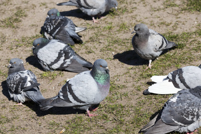 2 Possible Solutions On How to Solve the Pigeon Problem
