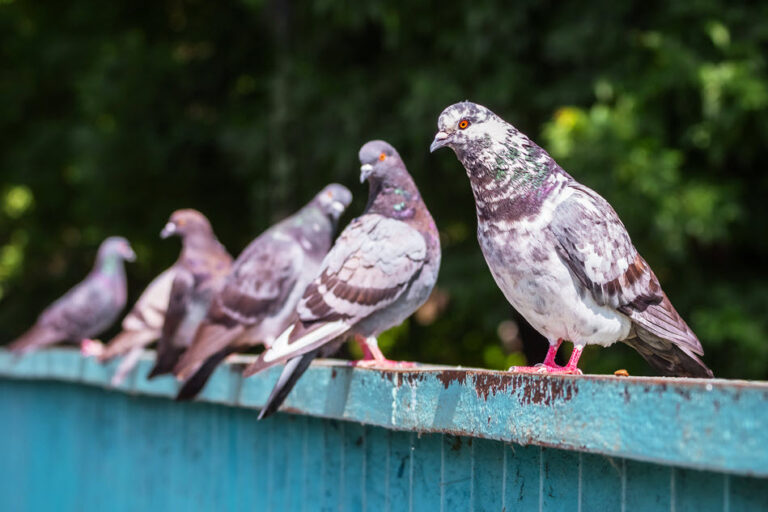 2 Possible Solutions On How to Solve the Pigeon Problem