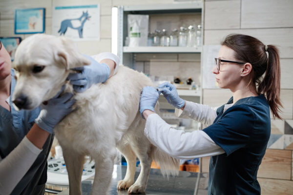10 Questions About Dog Vaccinations You Need To Ask Your Vet