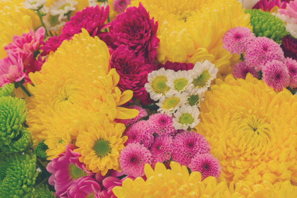 5 Beautiful Colorful Garden Ideas You Need To Know