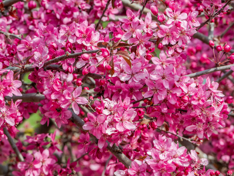 5 Beautiful Colorful Garden Ideas You Need To Know