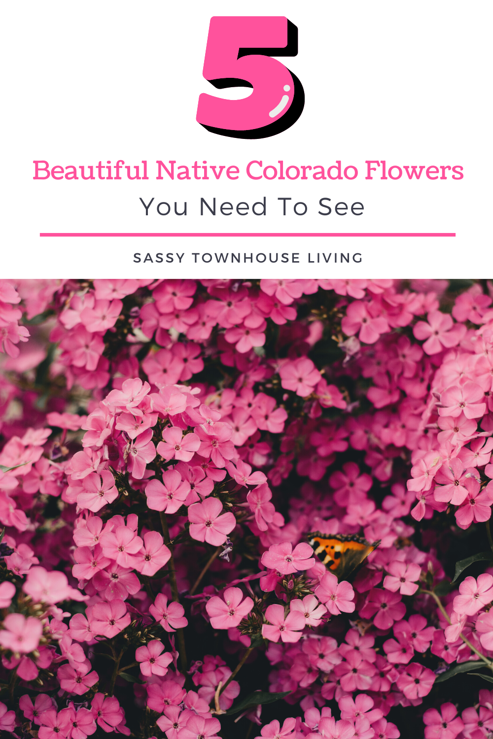 5 Beautiful Native Colorado Flowers You Need To See