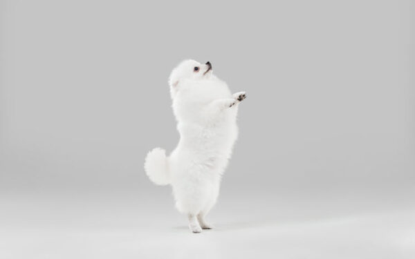 Is Your Pet Happy? 10 Things You Need To Know