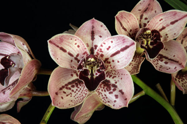 Images Of Orchids: A Stunning Gallery You Need To See